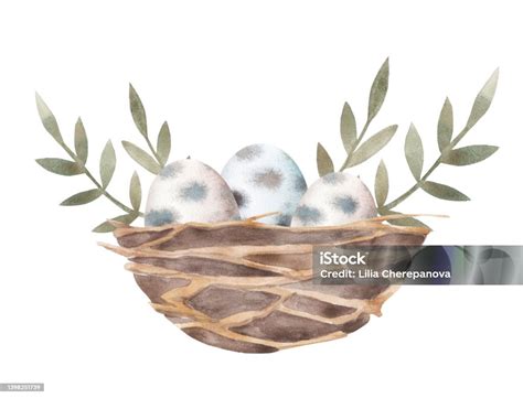 흰색 배경에 알이있는 둥지의 수채화 그림 부활절 새 둥지 그림 새의 둥지 0명에 대한 스톡 벡터 아트 및 기타 이미지 0명 개체 그룹 겨냥 Istock
