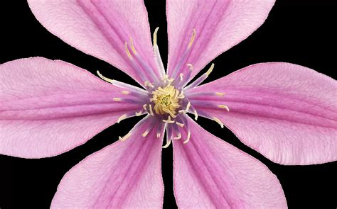 Clematis Amazing® Tokyo Marginpar