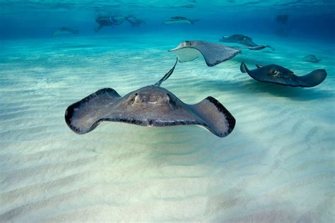 Little Known Species Are At Even More Risk Of Extinction Scientists