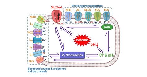 Uc Davis Health On Linkedin Do Chloride And Ph Regulation Affect The Heart Muscles Ability To