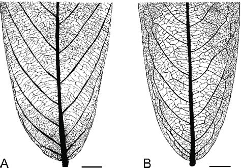 Parallel Venation Diagram