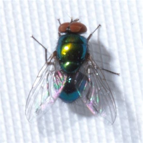 Lucilia Lucilia Bugguidenet