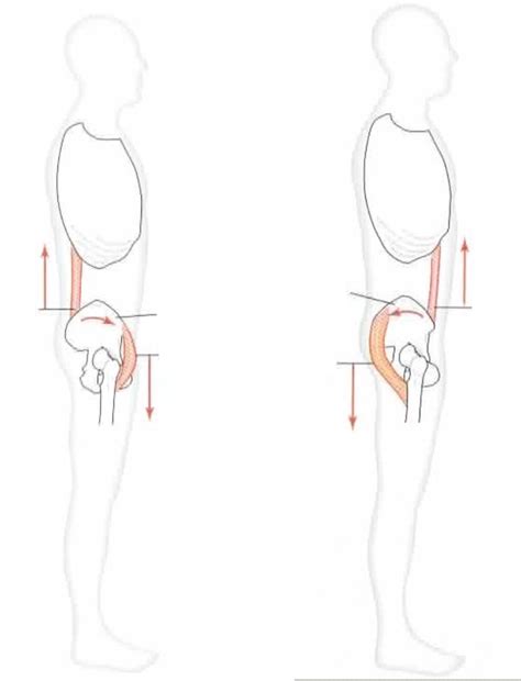 Test 2 Pelvic Girdle Diagram 13 And 14 [muscle Control Force Couples