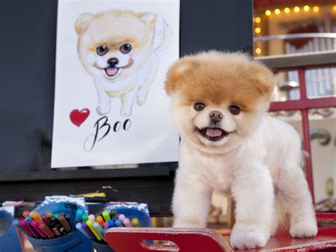 What Type Of Dog Is Boo