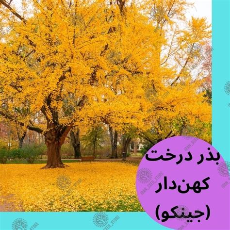 خرید و قیمت بذر درخت زیبای جینکو یا ژینکو Ginko Biloba از غرفه ایران بذر