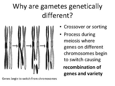 Aim What Are The Differences Between Meiosis And