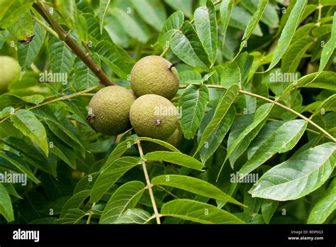 Black Walnut Tree Fruit