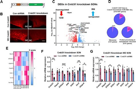 Transcription Factor Creb3l1 Maintains Proteostasis In Neuroendocrine Cells Abstract Europe Pmc