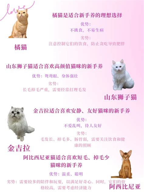 萌宠猫咪大集合：多品种特性大揭秘，帮你找准最佳猫伴侣 猫咪 什么值得买