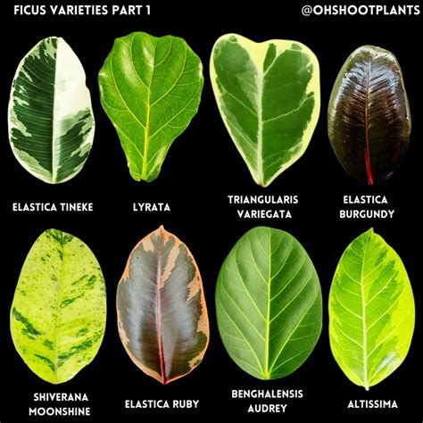 Best 12 Rubber Plant Varieties Ficus Elastica Types Artofit
