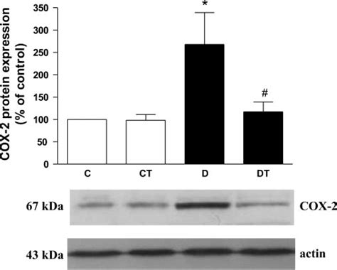 Western Blot Analysis Representative Blot And Densitometry Analysis