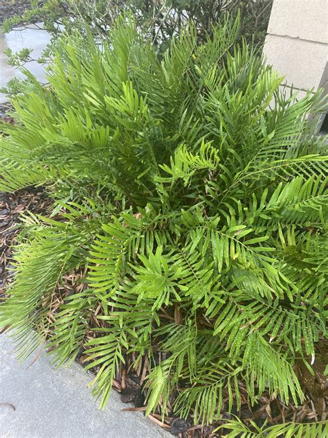 The Native Beauty Of The Coontie And Deceptive Beauty The Asparagus