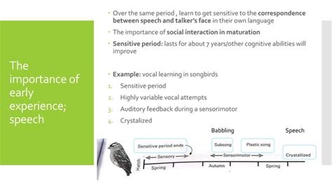 Auditory System Plasticity Pptx