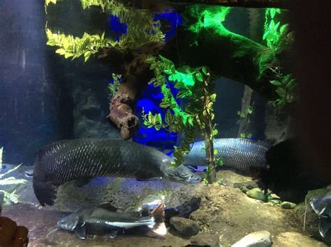 芽庄珍珠岛海底世界珍珠岛海底深圳海底第14页大山谷图库