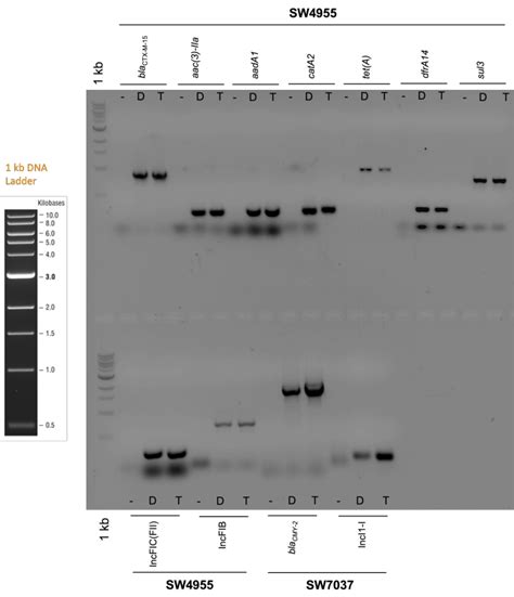 Detection Of Horizontal Gene Transfer Mediated By Natural Conjugative Plasmids In E Coli Protocol