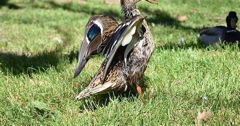 A Normal Day With Ducks Album On Imgur