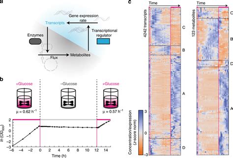 Dynamic Metabolomics And Transcriptomics During The Growthstarvation Download Scientific