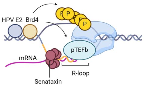 Regulation Of R Loops In Dna Tumor Viruses Pmc