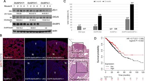 Dusp3 Regulates Phosphorylation Mediated Degradation Of Occludin And Is