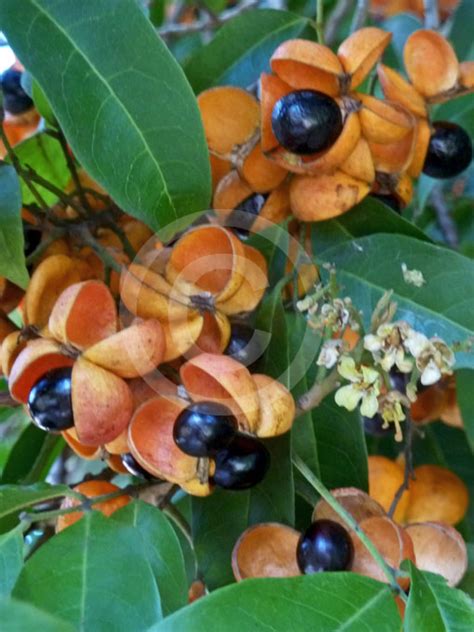 Harpullia Pendula Tulipwood Tulip Lancewood Information And Photos