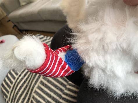 Sore Hocks Ulcerative Pododermatitis — Westley S World