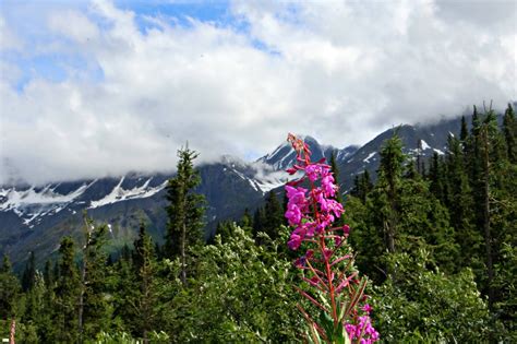 Among The Alaskan Fireweed On Alaska 4 South A Beautiful Symbol Of