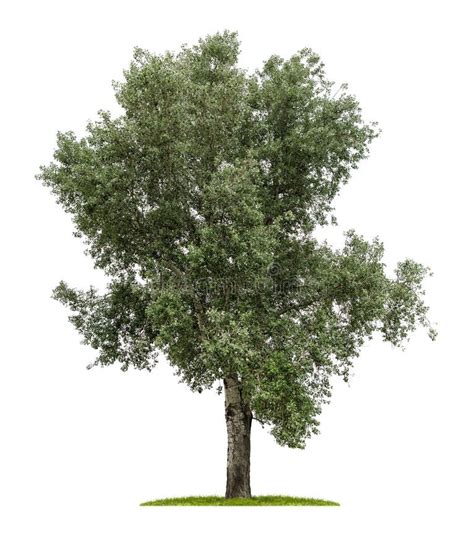 Deciduous Tree On A White Background Stock Image Image Of Botany Deciduous 41843737