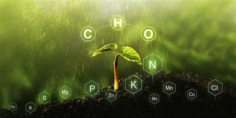 How Do Nutrients Enter The Plant The Complete Guide Garden Patch