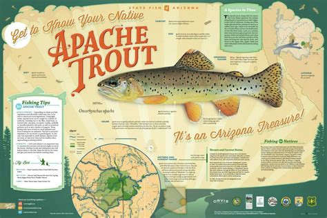 Its Official Apache Trout Are Back Trout Unlimited