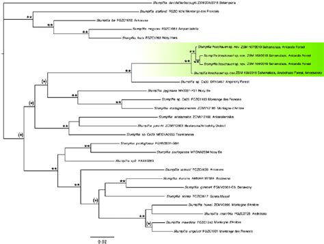 50 majority rule consensus tree phylogram from a bayesian inference