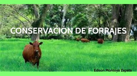ConservaciÓn De Forrajes By Edison Montoya On Prezi