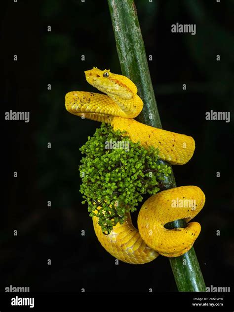 Eyelash Pit Viper Bothriechis Schlegelii Yellow Morph Costa Rica