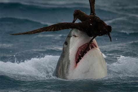 Tiger Sharks The Predators Behind Many Fatal Shark Attacks