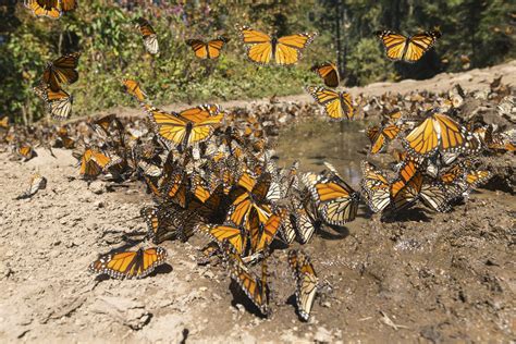What Is A Butterfly Puddler And How To Make One Dengarden