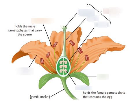 Biol 223 Chapter 28 Diagram 2 Diagram Quizlet