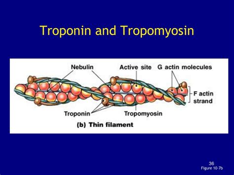 Ppt Chapter 10 Muscle Tissue Powerpoint Presentation Free Download