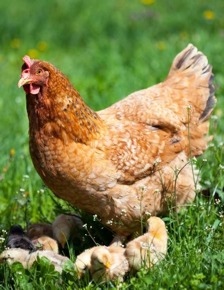 Urban Hens And Backyard Chickens Halton Hills