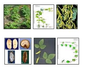 Cultivo De La Soya Pdf