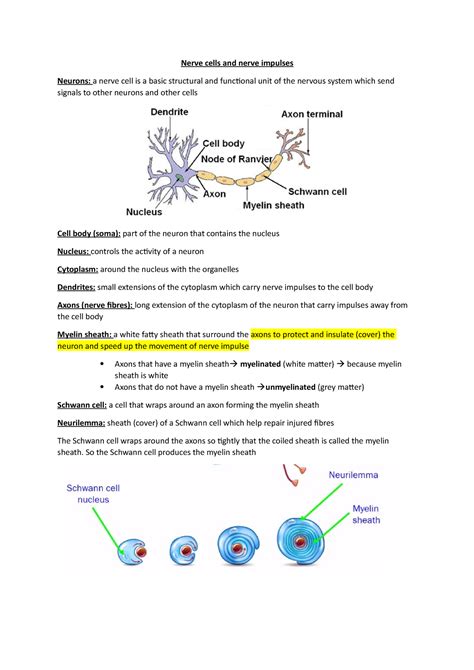 Nervous System Lecture Notes Nerve Cells And Nerve Impulses Neurons A Nerve Cell Is A Basic
