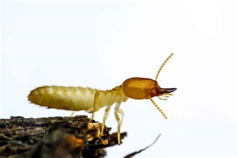 Termite Treatments In Phoenix House Doctor Exterminating