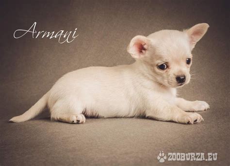 Čivava štěně S Pp