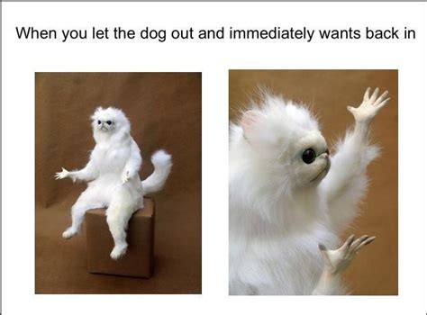 75 Funny White Cat Meme White Cat Meme