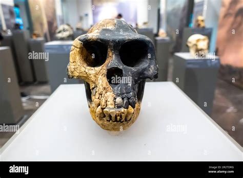 Ardipithecus Ramidus Skull