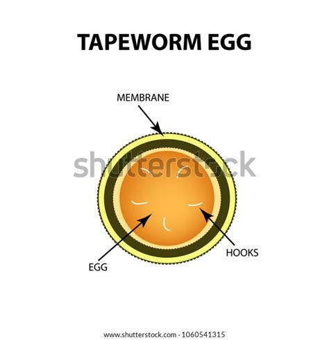4 Egg Taenia Tapeworm Human Stool Stock Vectors And Vector Art