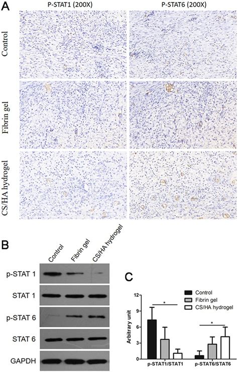 Injectable In Situ Cross Linking Chitosan Hyaluronic Acid Based
