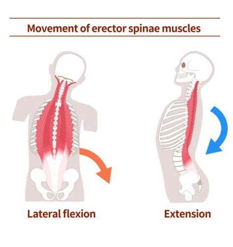 Erector Spinae Muscle 📚the Erector Spinae One Of The Core And