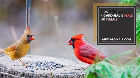 How To Tell If A Cardinal Is Male Or Female Any Cardinals