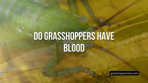 Does Rabbit Eat Grasshopper