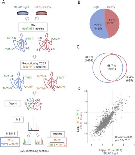 Sequential Silac Iodotmt Labeling A Scheme Of Labeling Workflow B