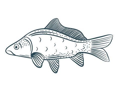 Premium Vector Fish Hand Sketch Vector Illustration Isolated Single